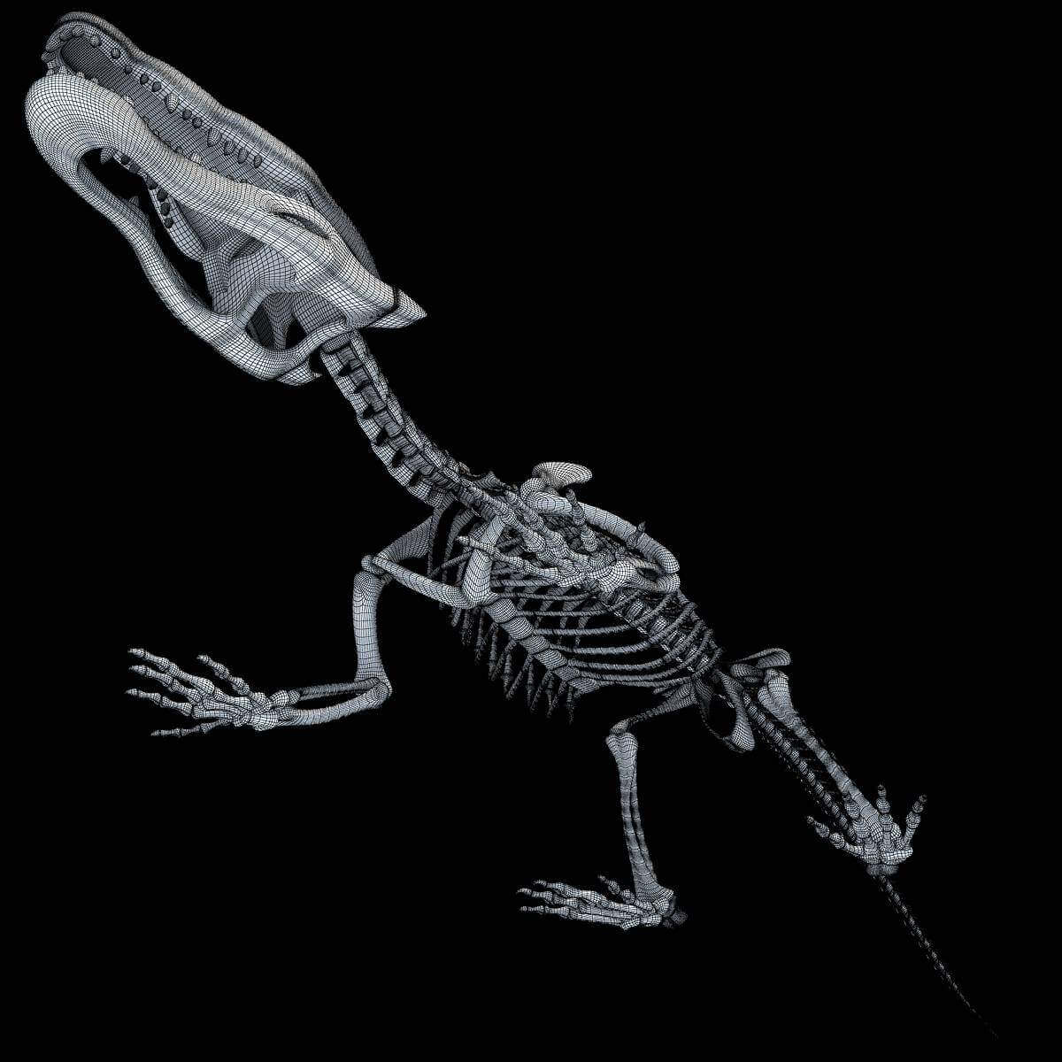 Crocodile Skeleton - 3D Model by 3D Horse
