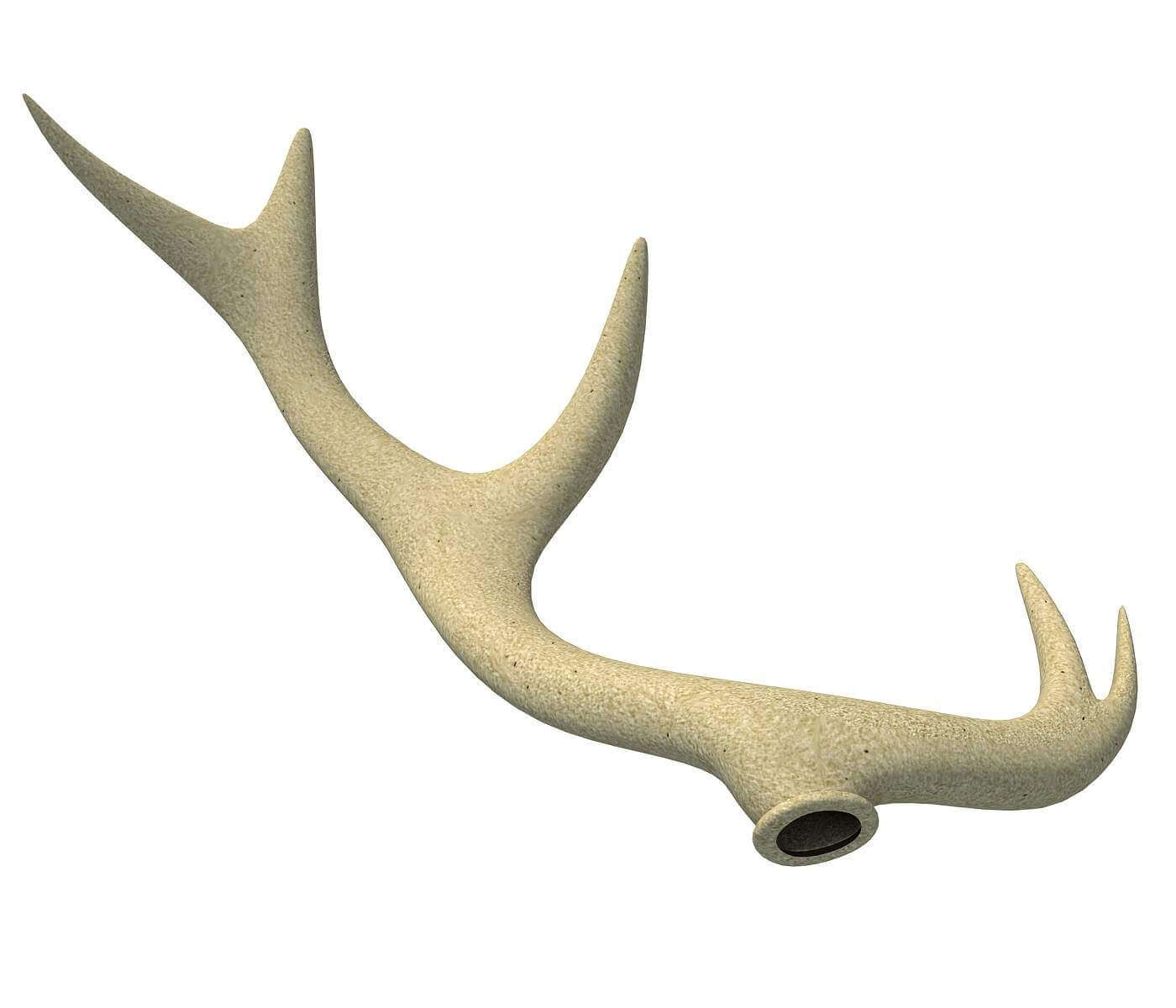 Deer Antler - 3D Model by 3D Horse
