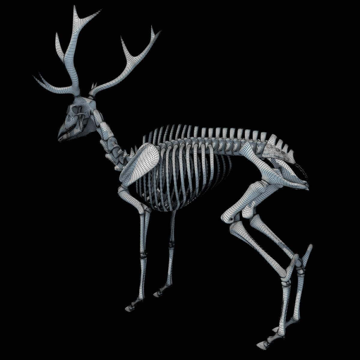 Deer Skeleton - 3D Model by 3D Horse