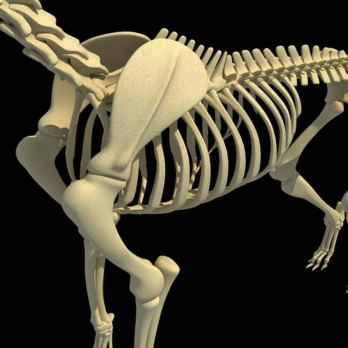 Dog Skeleton - 3D Model by 3D Horse