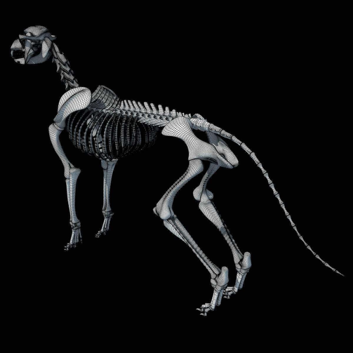 Dog Skeleton - 3D Model by 3D Horse