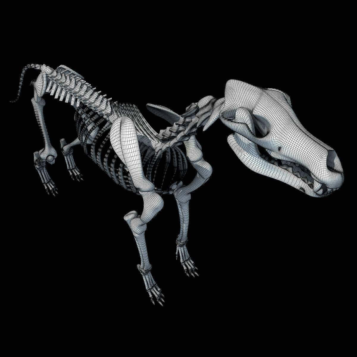 Dog Skeleton - 3D Model by 3D Horse