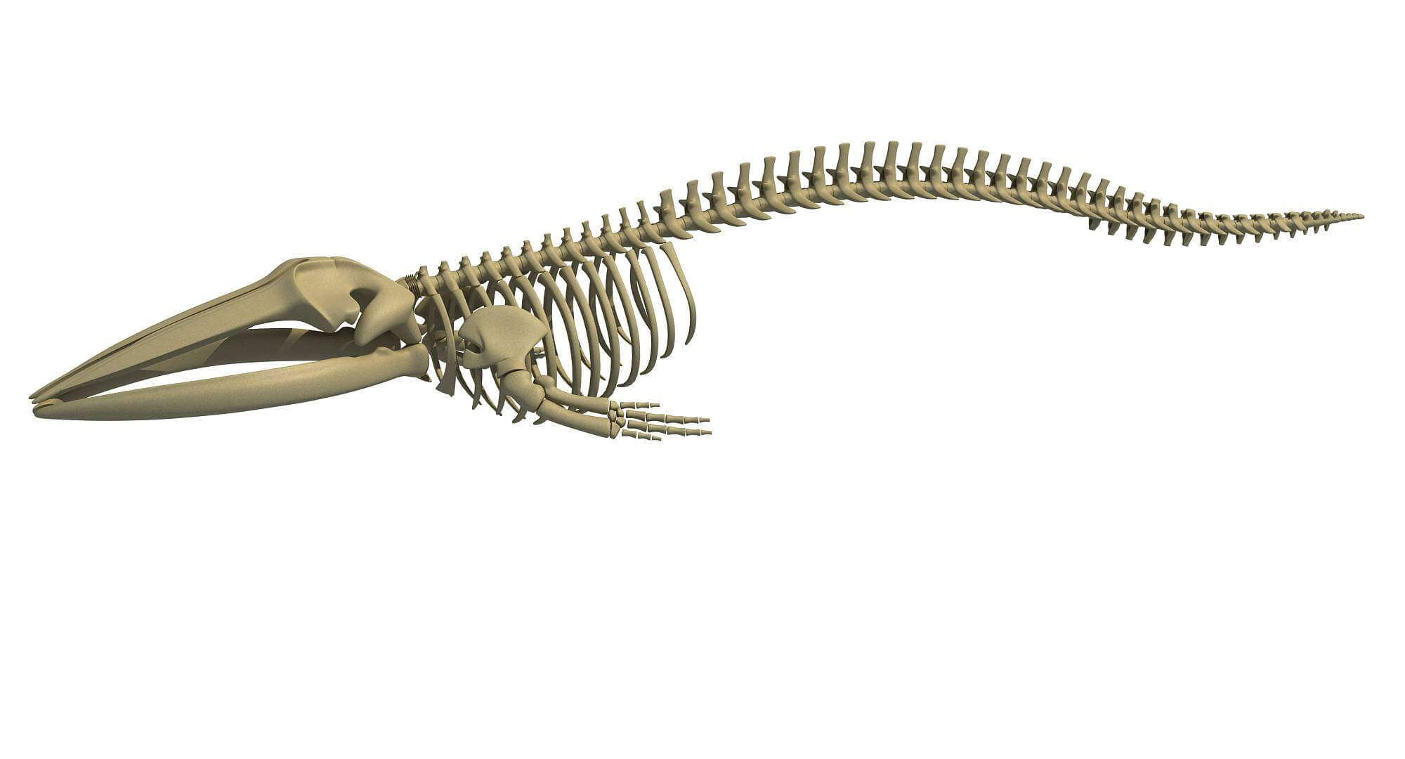 Fin Whale Skeleton - 3D Model by 3D Horse