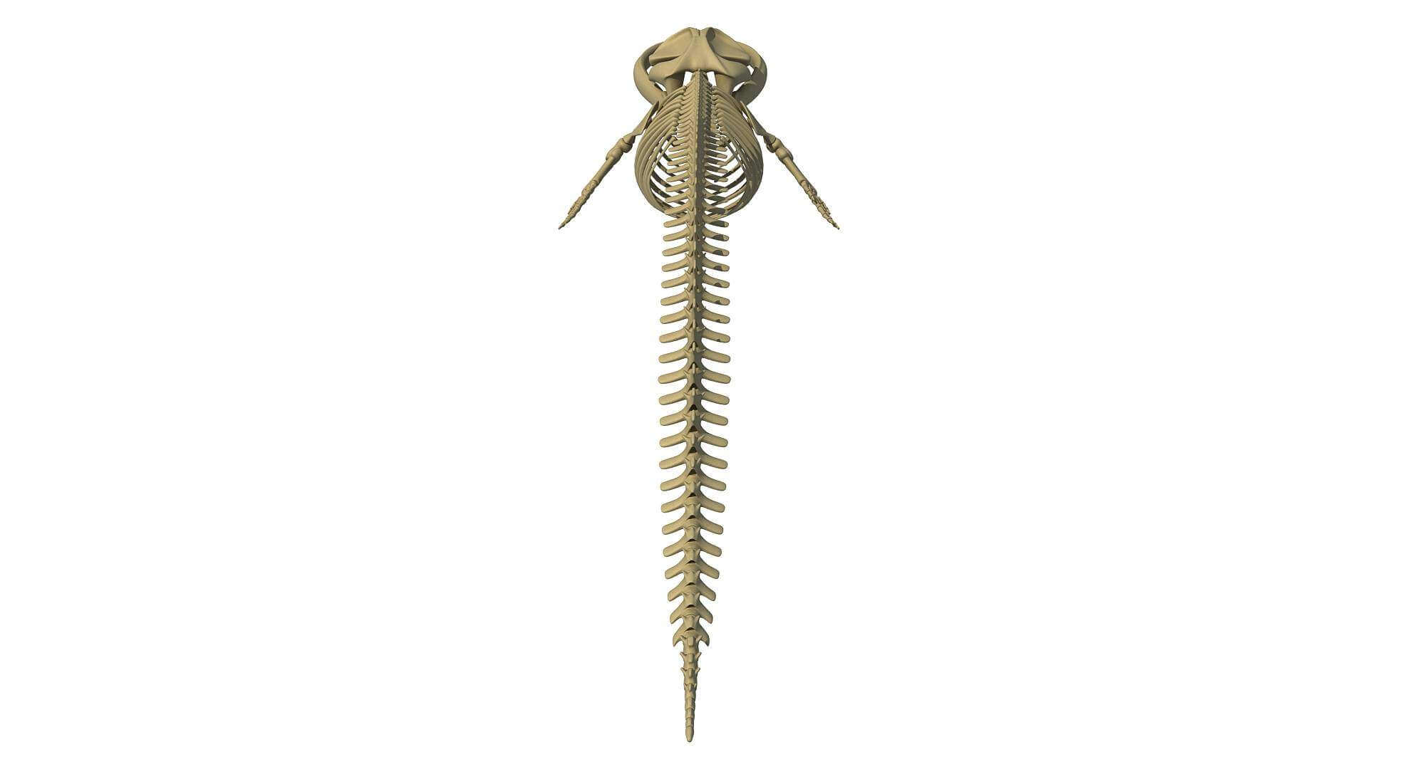 Fin Whale Skeleton - 3D Model by 3D Horse