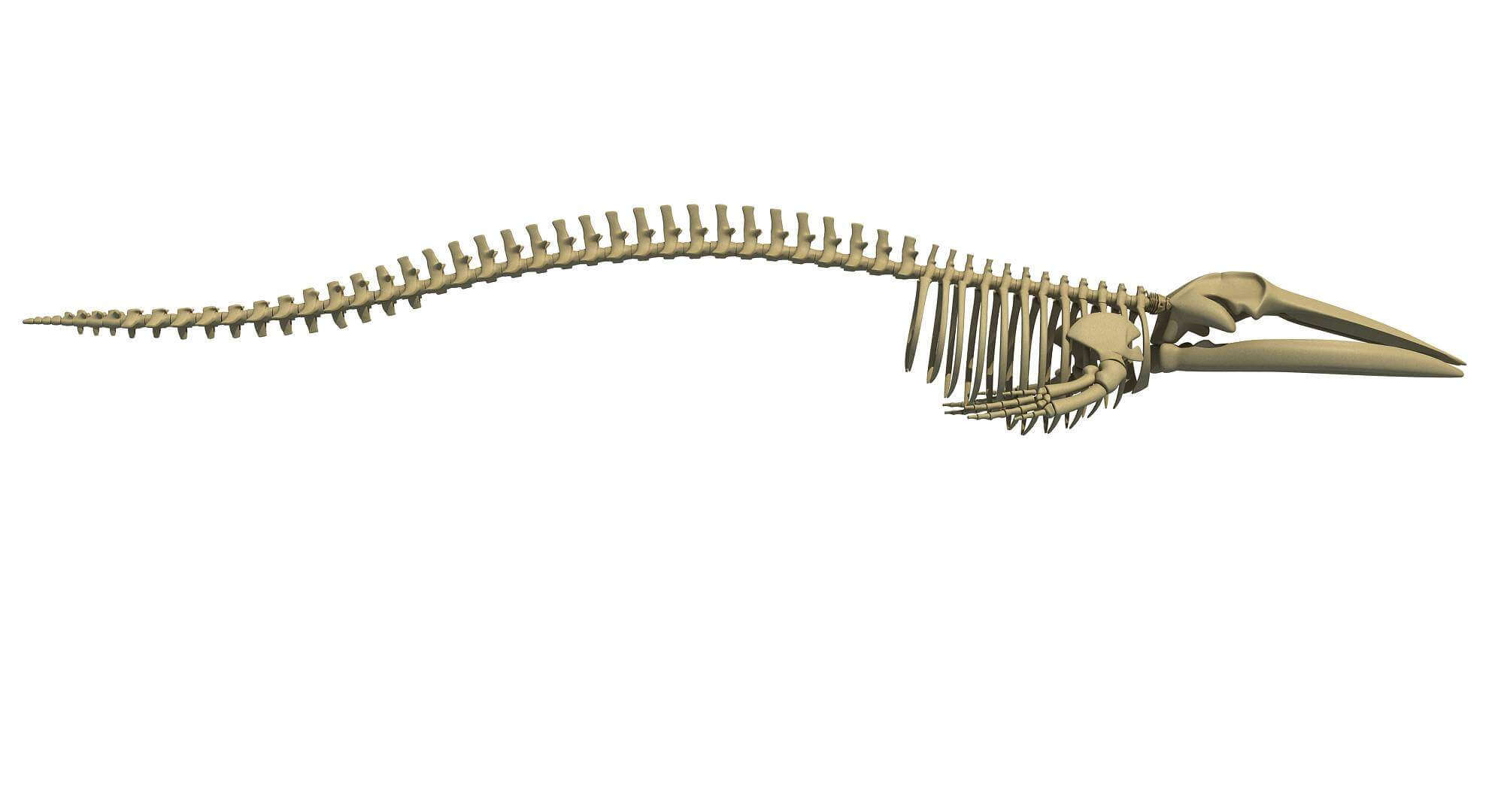 Fin Whale Skeleton - 3D Model by 3D Horse