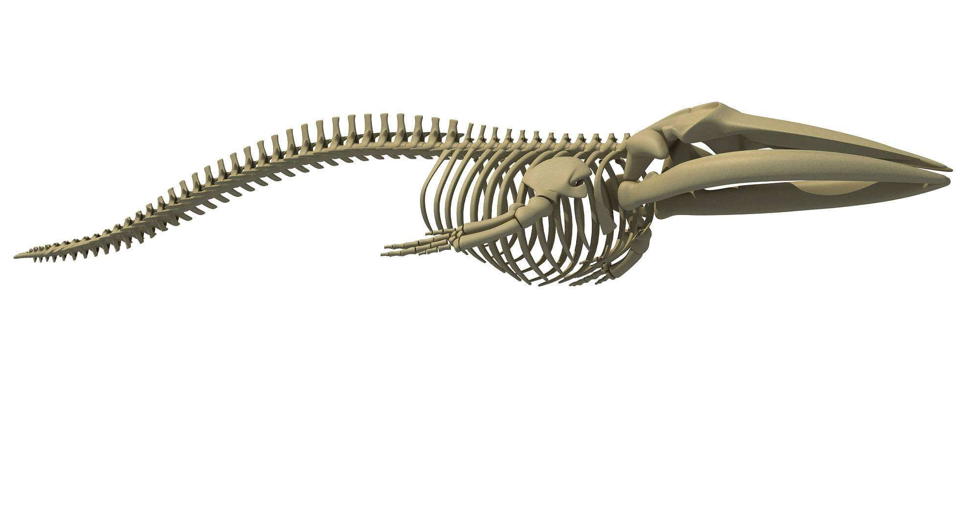 Fin Whale Skeleton - 3D Model by 3D Horse