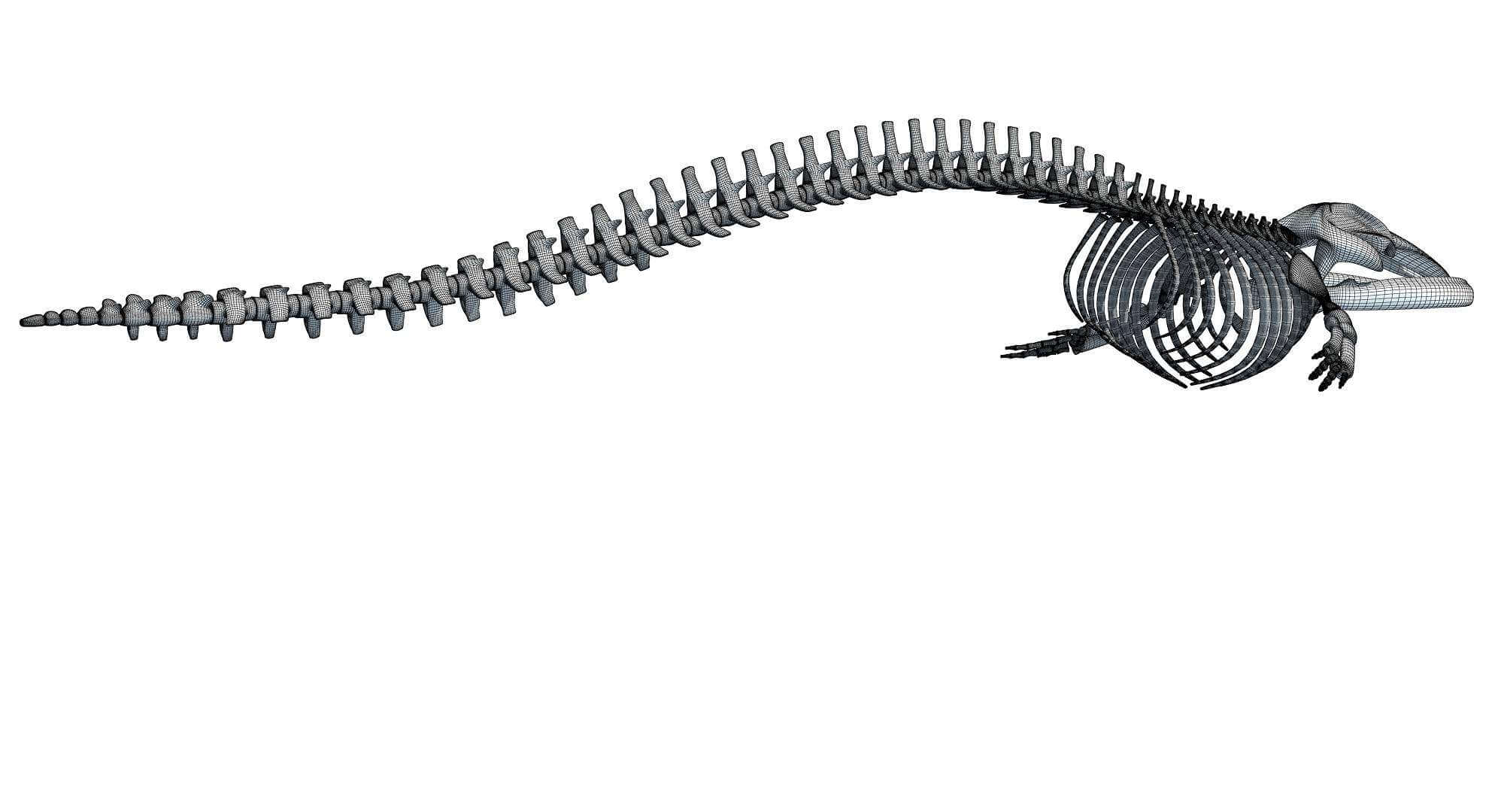 Fin Whale Skeleton - 3D Model by 3D Horse