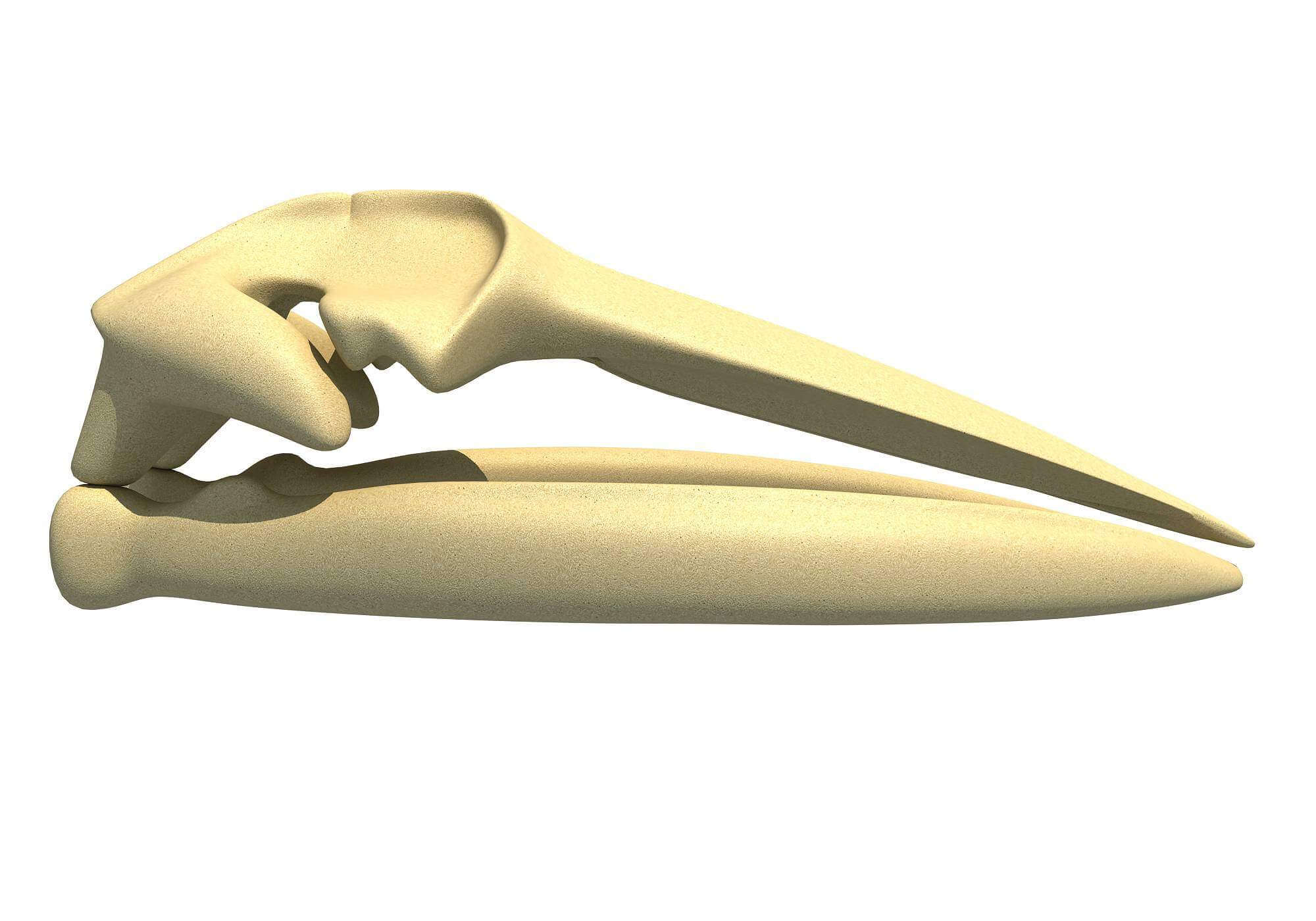 Fin Whale Skull - 3D Model by 3D Horse