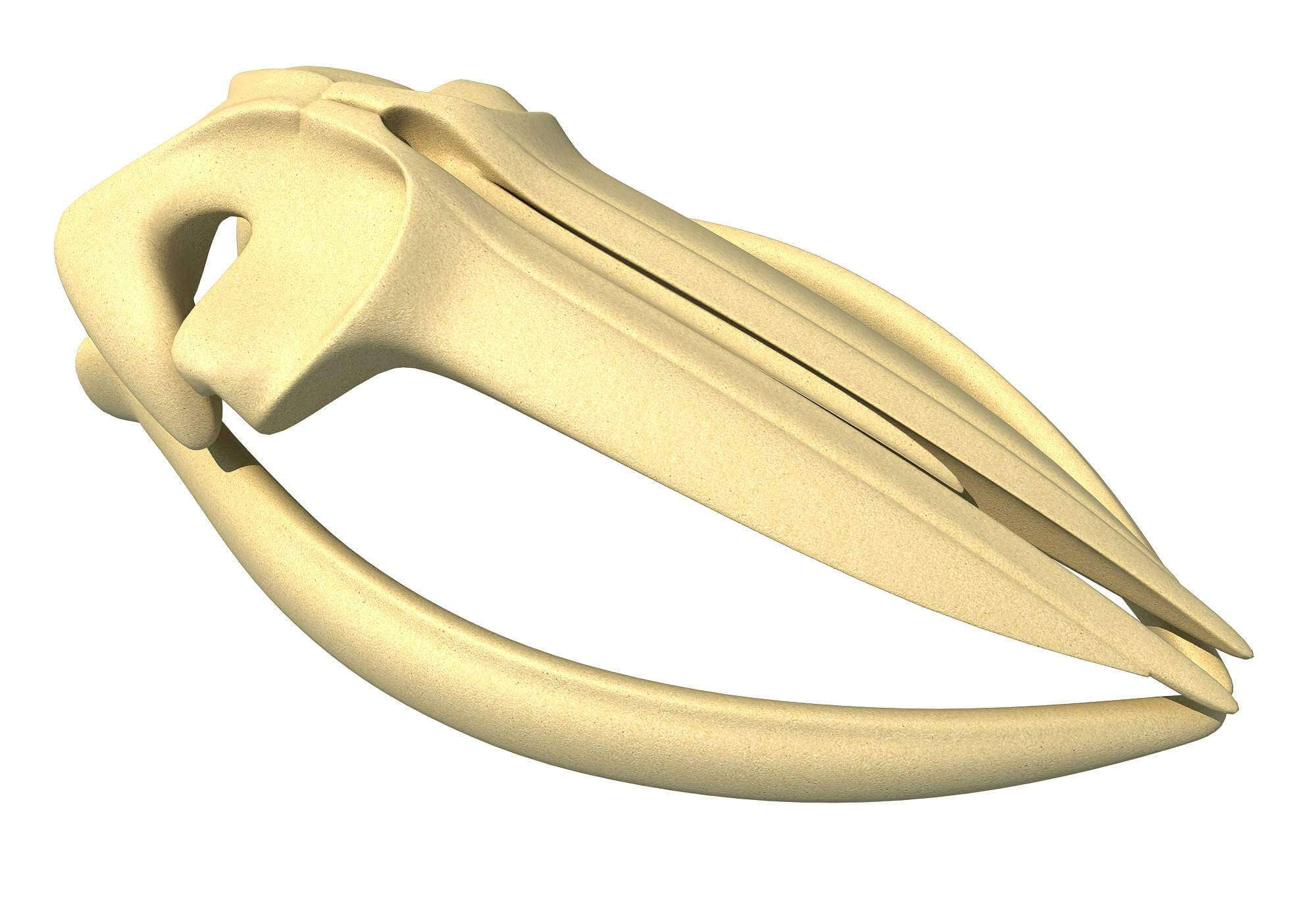 Fin Whale Skull - 3D Model by 3D Horse