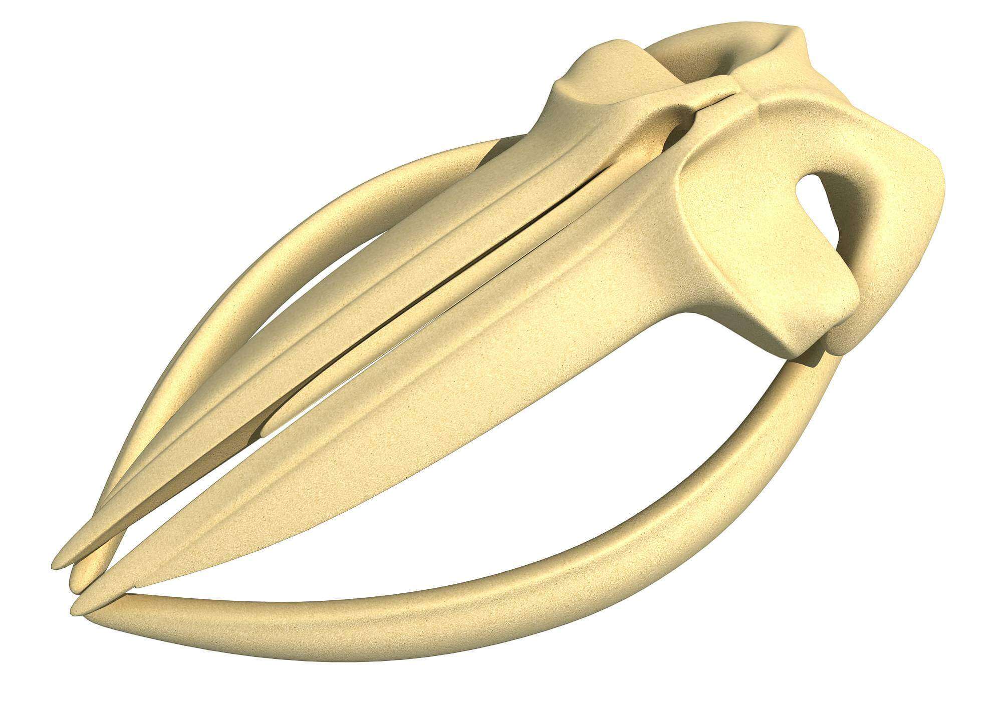 Fin Whale Skull - 3D Model by 3D Horse
