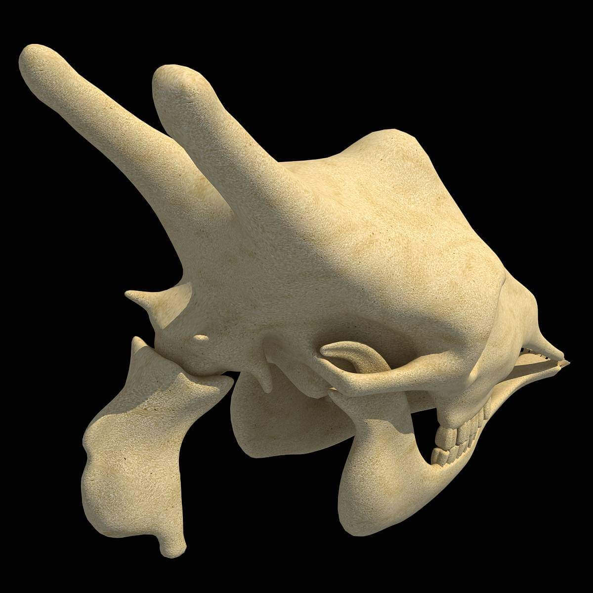 Giraffe Skull - 3D Model by 3D Horse