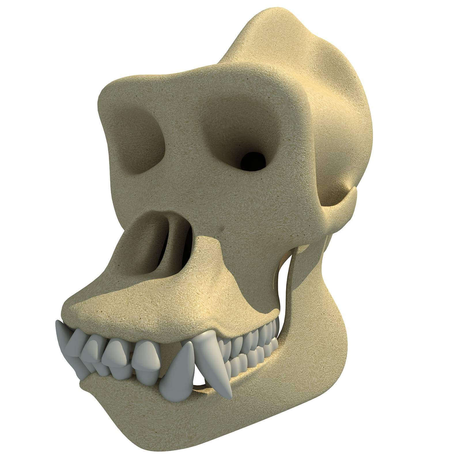 Silverback Gorilla Skull
