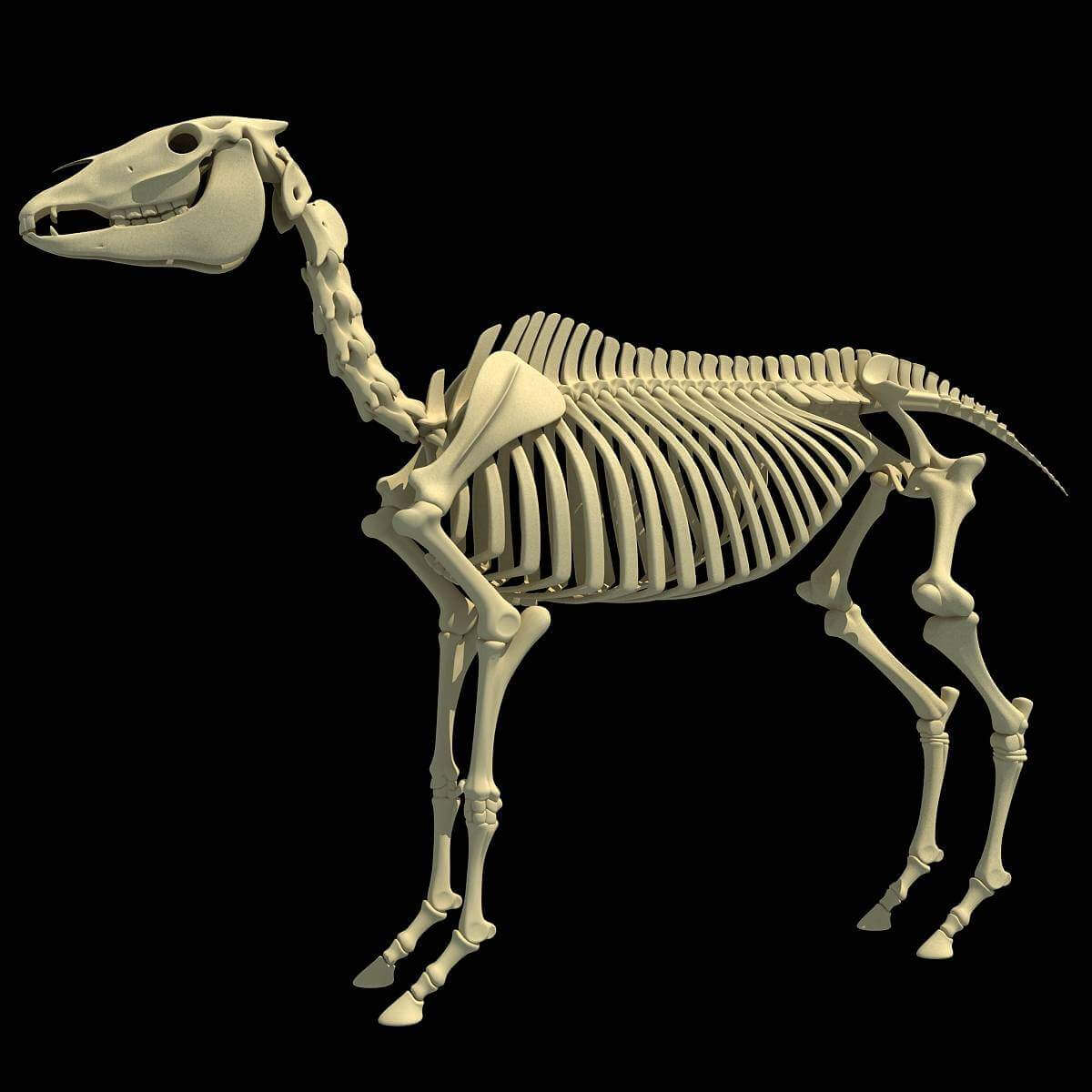 Horse Skeleton - 3D Model by 3D Horse