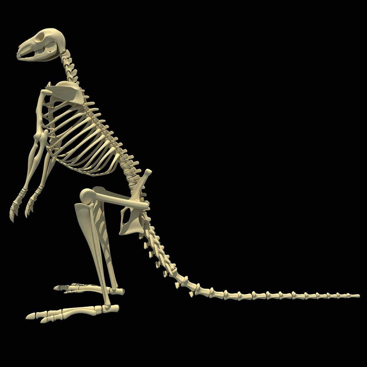 Kangaroo Skeleton - 3D Model by 3D Horse