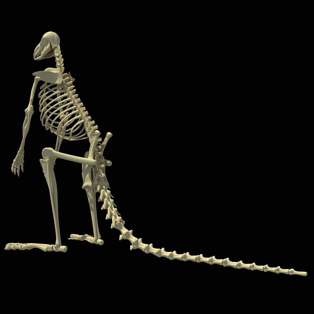 Kangaroo Skeleton - 3D Model by 3D Horse