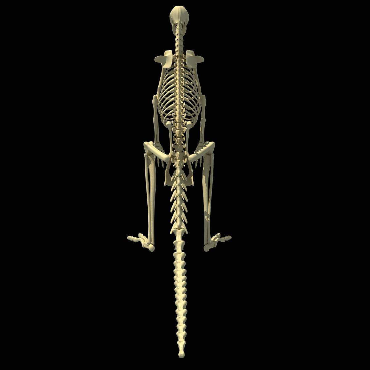 Kangaroo Skeleton - 3D Model by 3D Horse