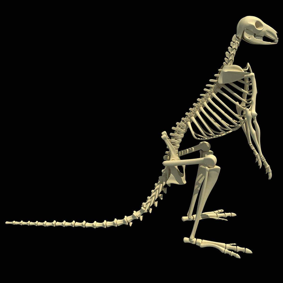 Kangaroo Skeleton - 3D Model by 3D Horse