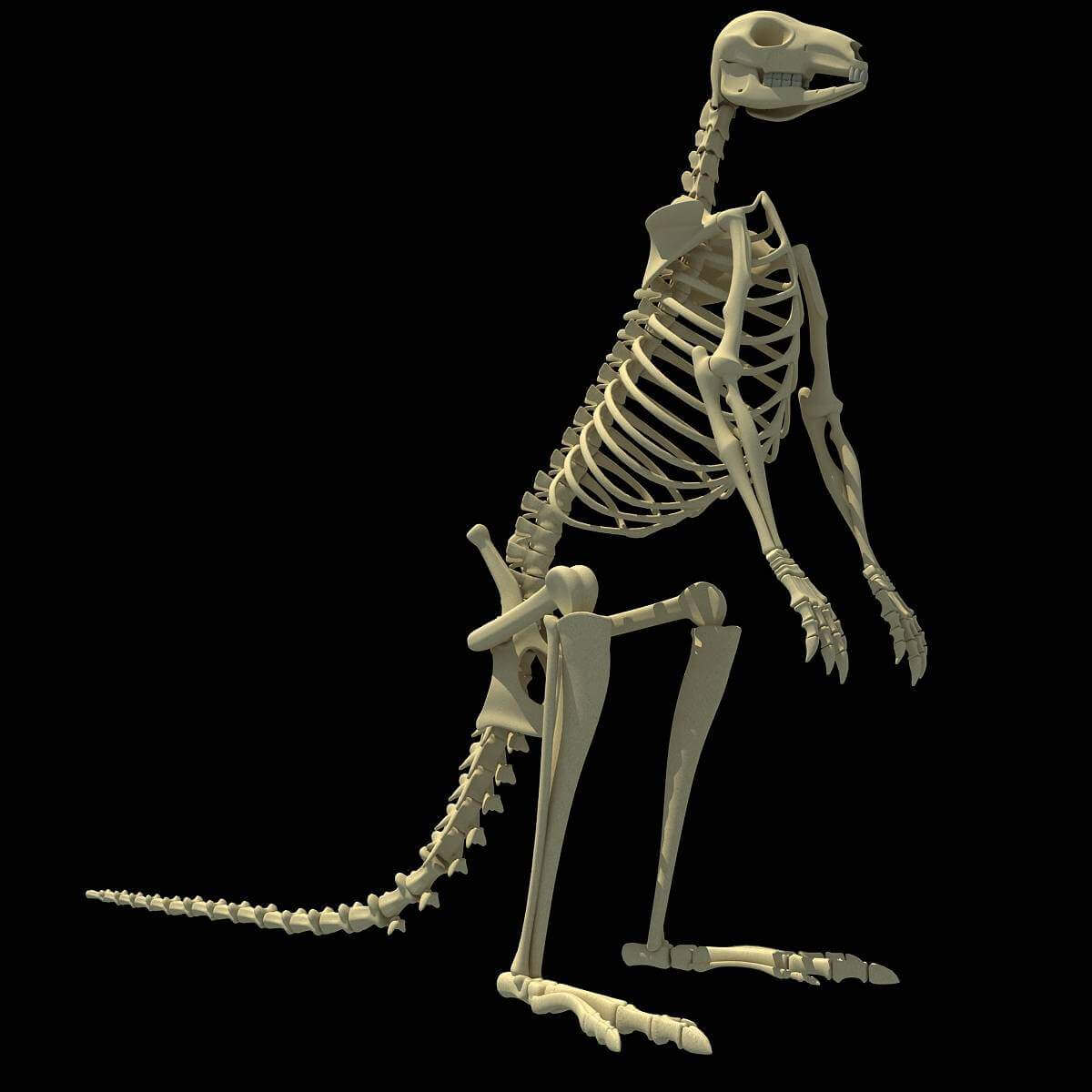 Kangaroo Skeleton - 3D Model by 3D Horse