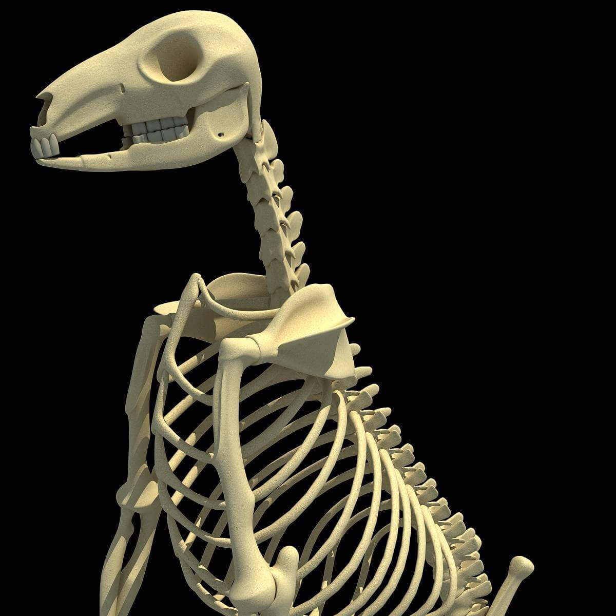 Kangaroo Skeleton - 3D Model by 3D Horse