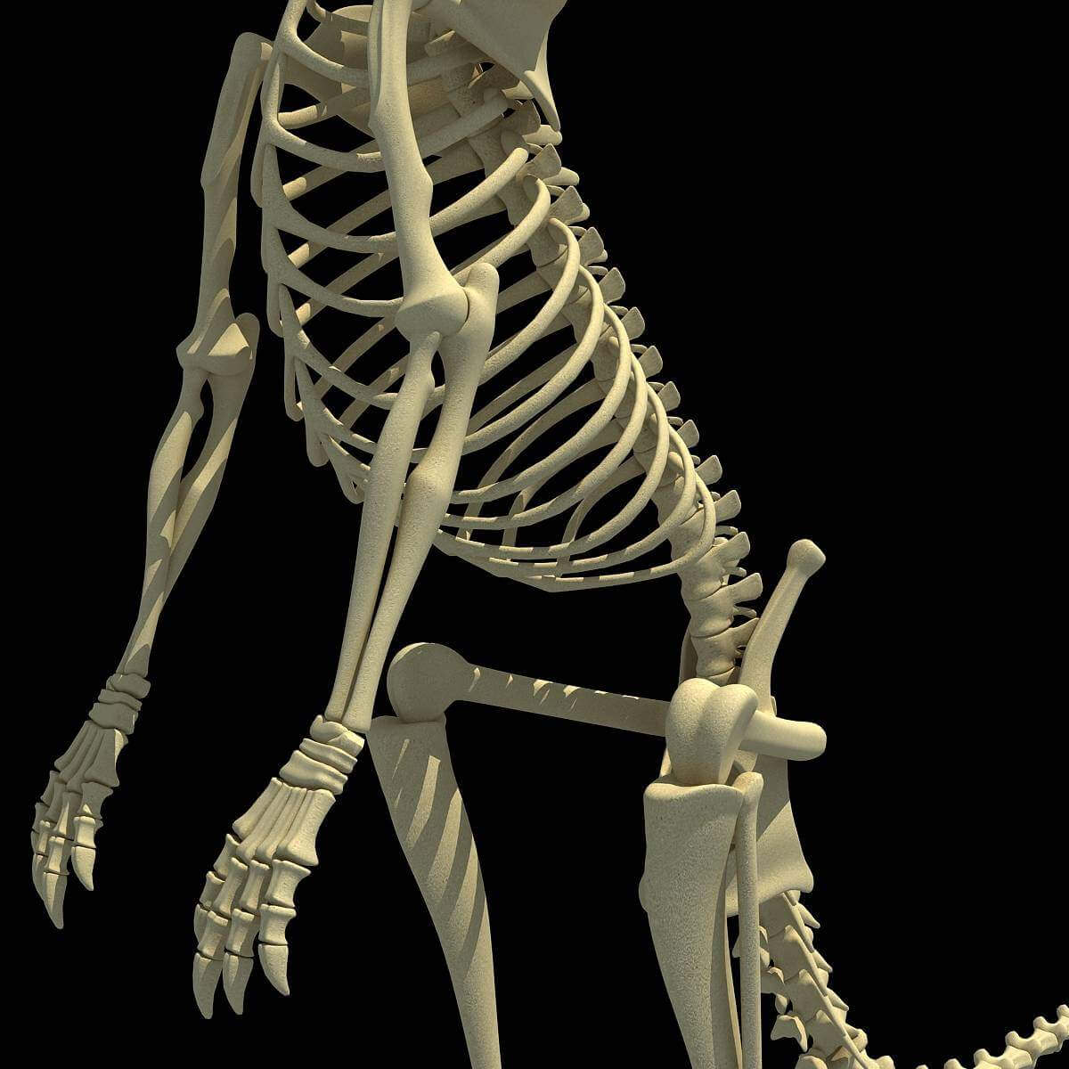 Kangaroo Skeleton - 3D Model by 3D Horse