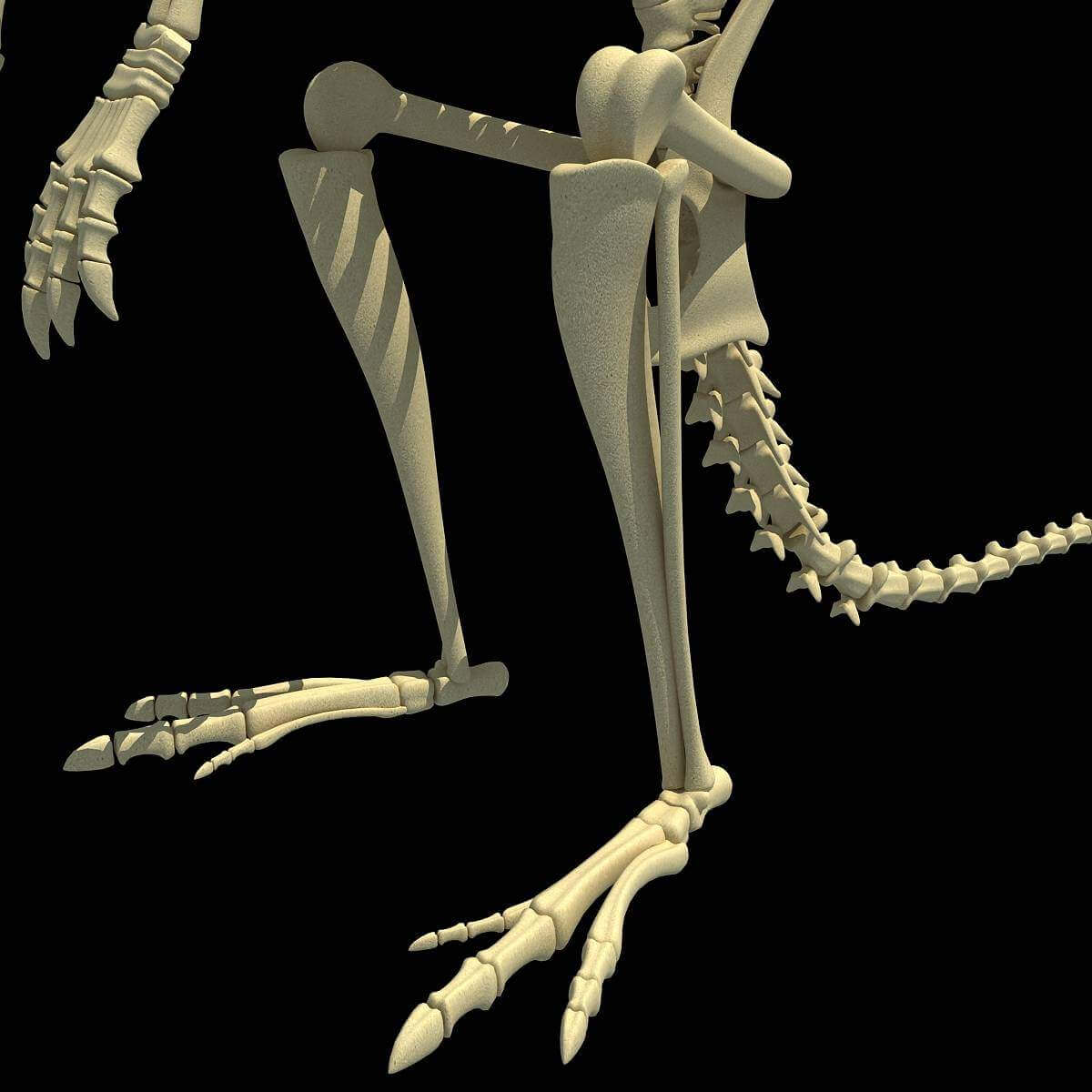 Kangaroo Skeleton - 3D Model by 3D Horse