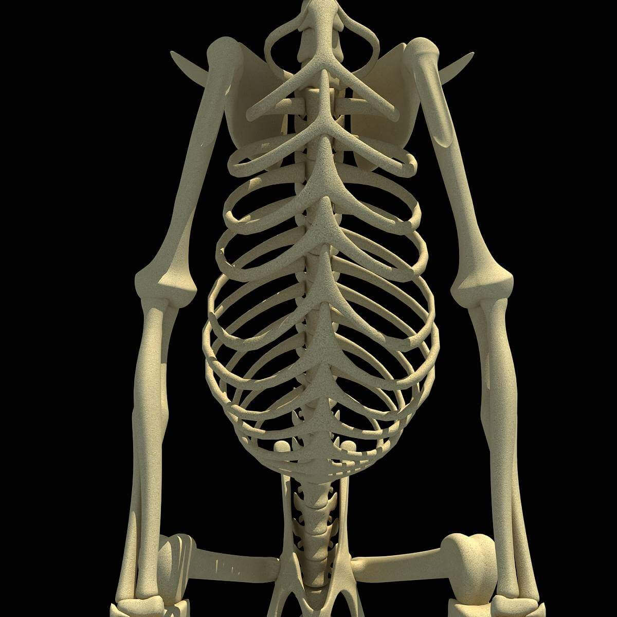 Kangaroo Skeleton - 3D Model by 3D Horse