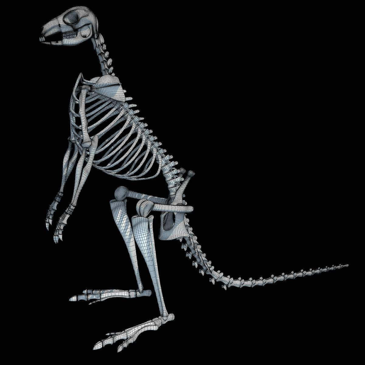 Kangaroo Skeleton - 3D Model by 3D Horse