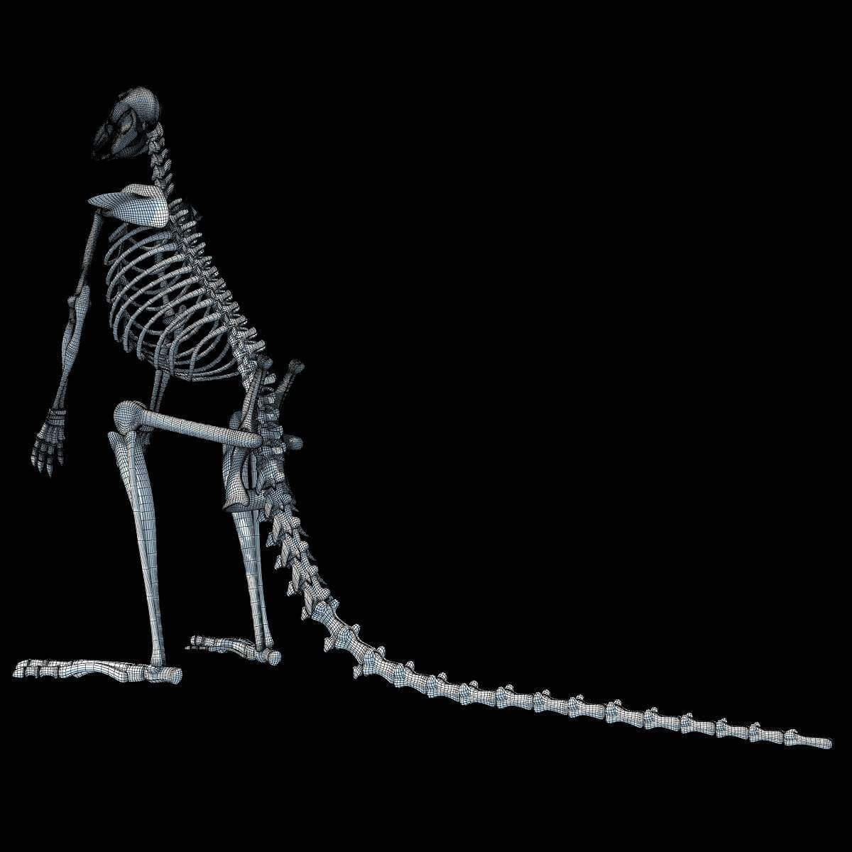 Kangaroo Skeleton - 3D Model by 3D Horse