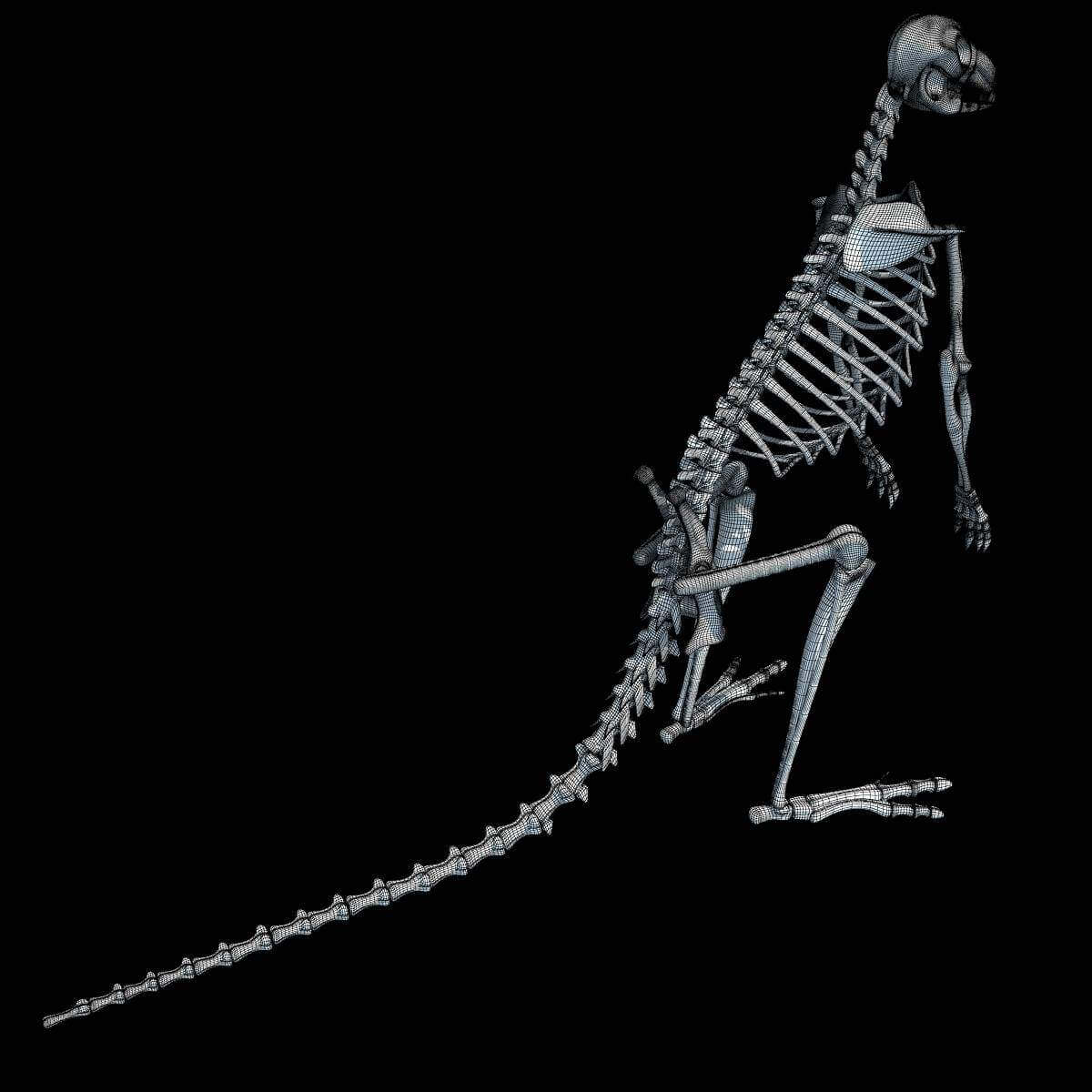 Kangaroo Skeleton - 3D Model by 3D Horse