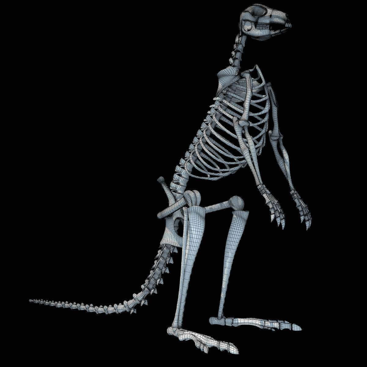 Kangaroo Skeleton - 3D Model by 3D Horse