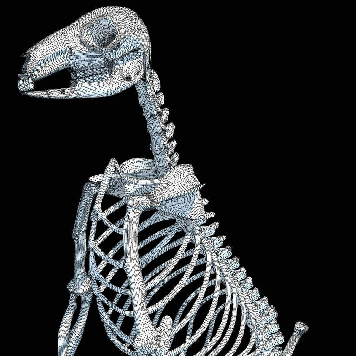 Kangaroo Skeleton - 3D Model by 3D Horse