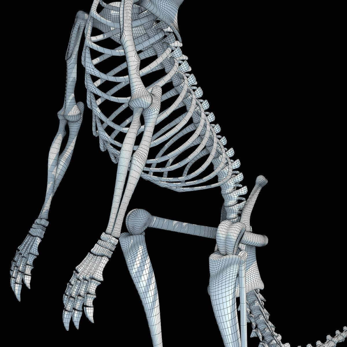 Kangaroo Skeleton - 3D Model by 3D Horse