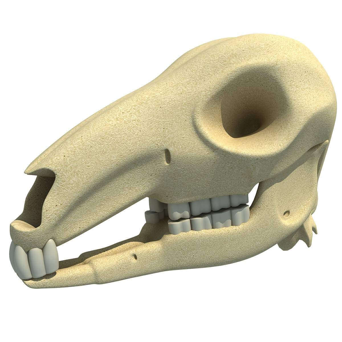 Kangaroo Skull - 3D Model by 3D Horse