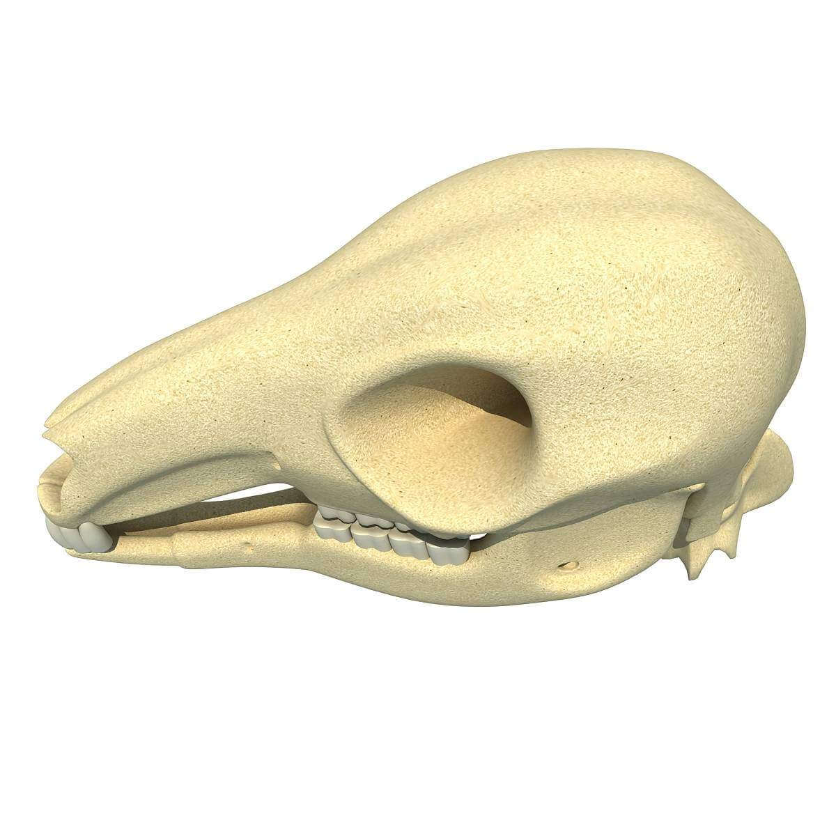Kangaroo Skull - 3D Model by 3D Horse