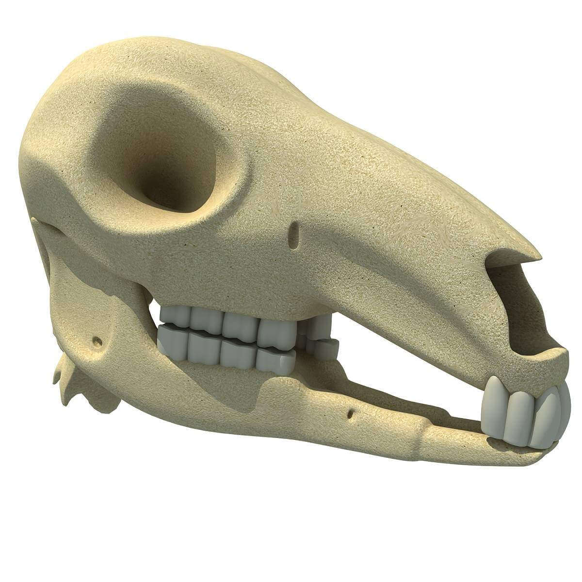 Kangaroo Skull - 3D Model by 3D Horse