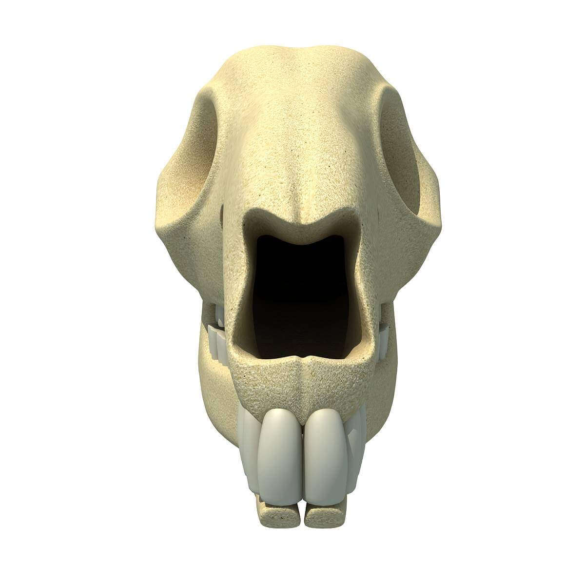 Kangaroo Skull - 3D Model by 3D Horse