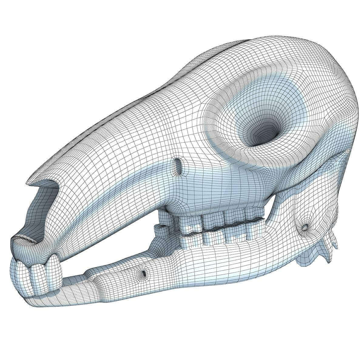 Kangaroo Skull - 3D Model by 3D Horse