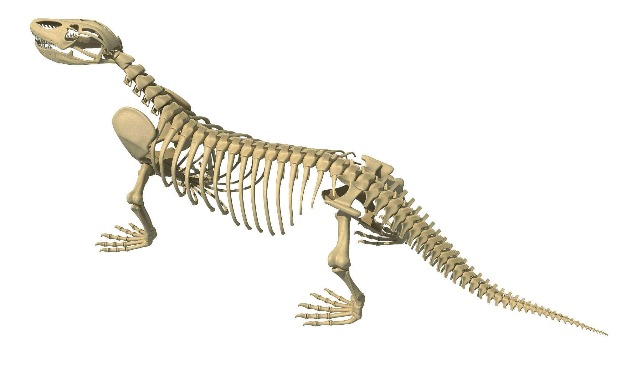 Komodo Dragon Skeleton - 3D Model by 3D Horse