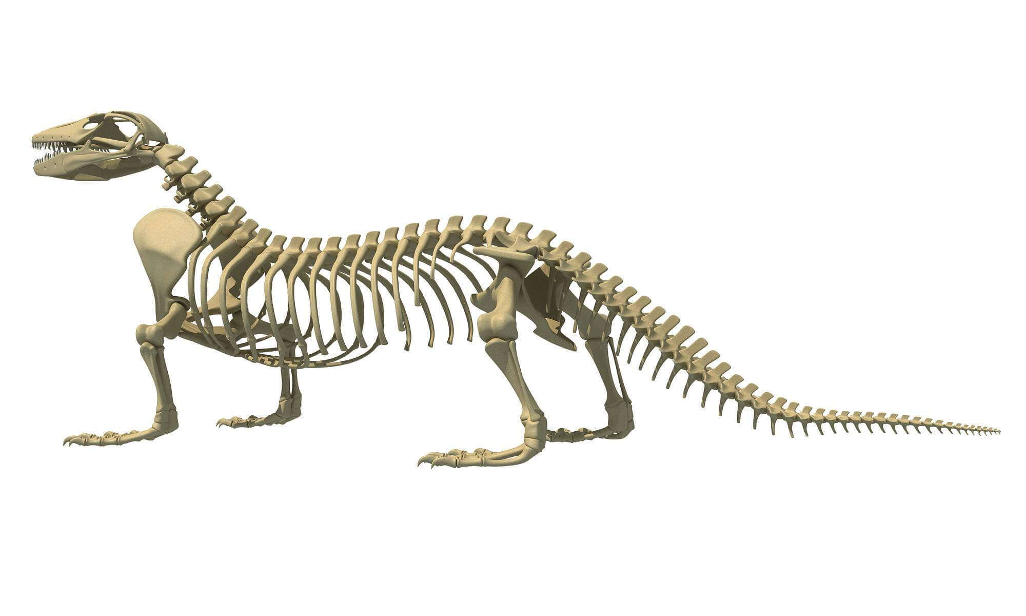 Komodo Dragon Skeleton - 3D Model by 3D Horse