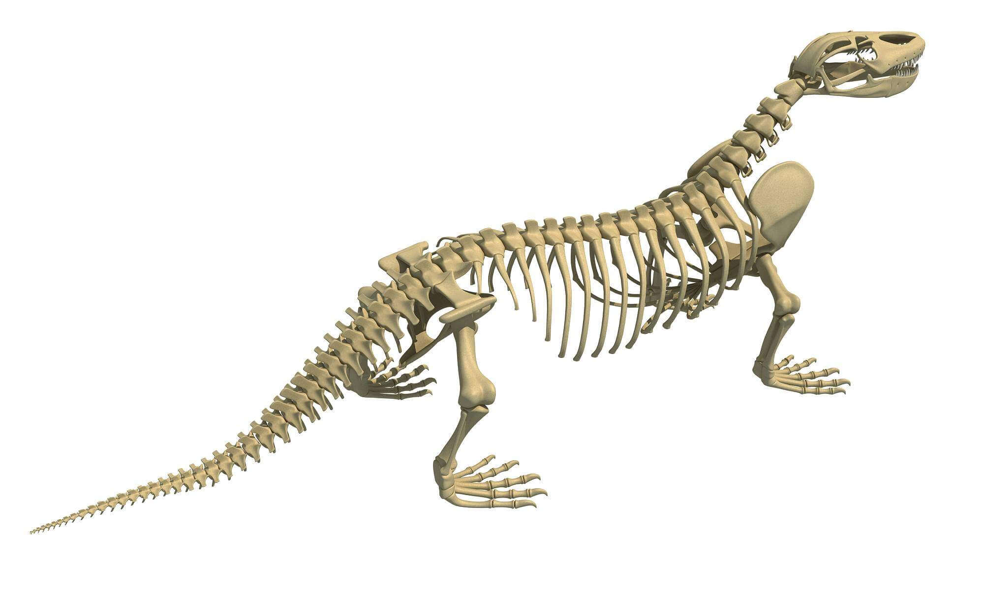 Komodo Dragon Skeleton - 3D Model by 3D Horse