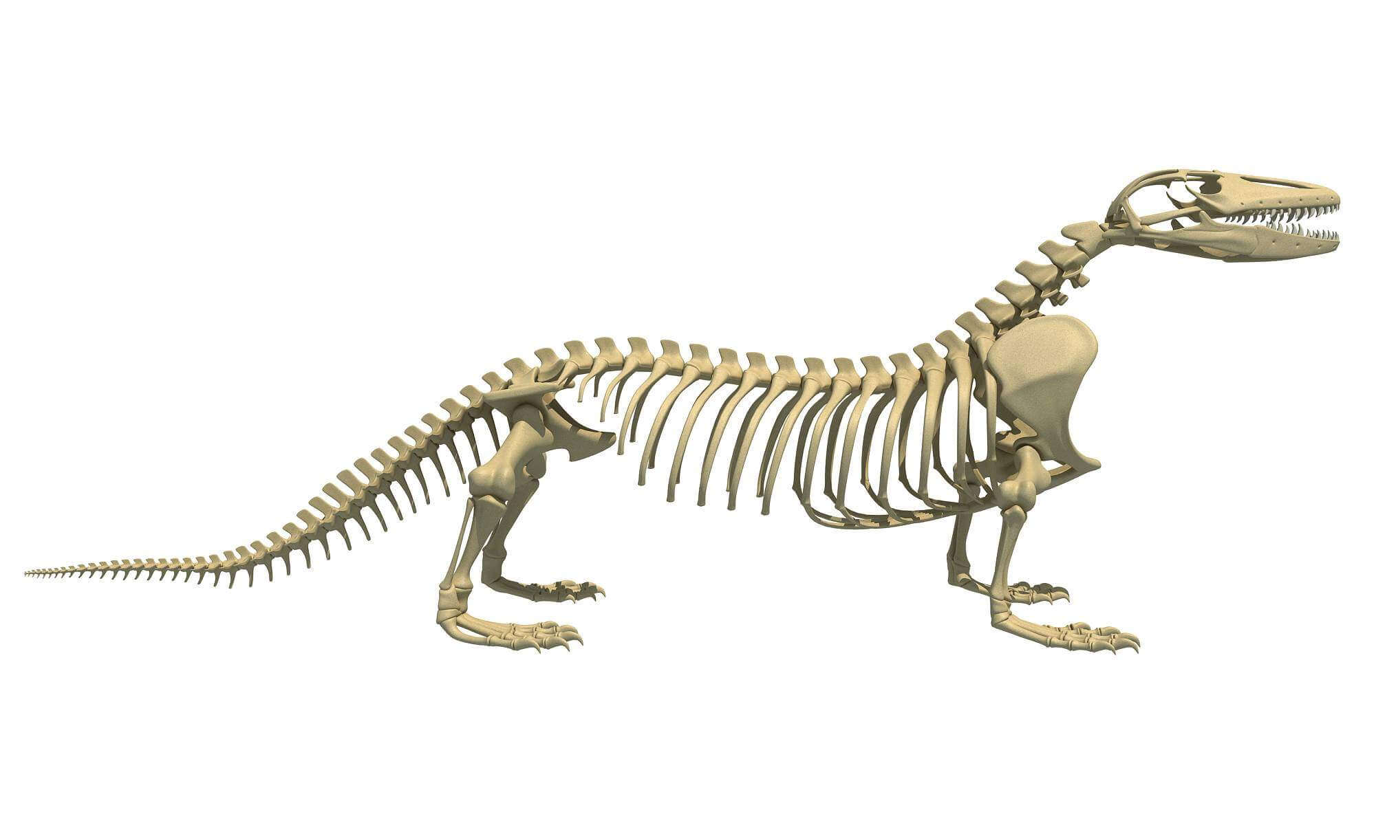 Komodo Dragon Skeleton - 3D Model by 3D Horse