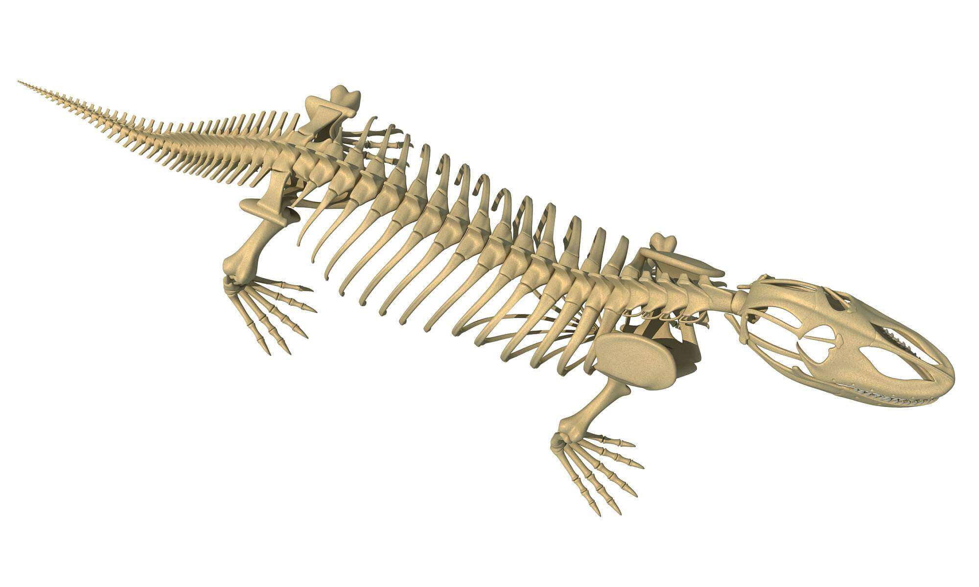 Komodo Dragon Skeleton - 3D Model by 3D Horse