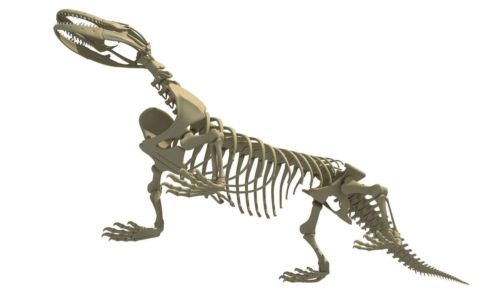 Komodo Dragon Skeleton - 3D Model by 3D Horse