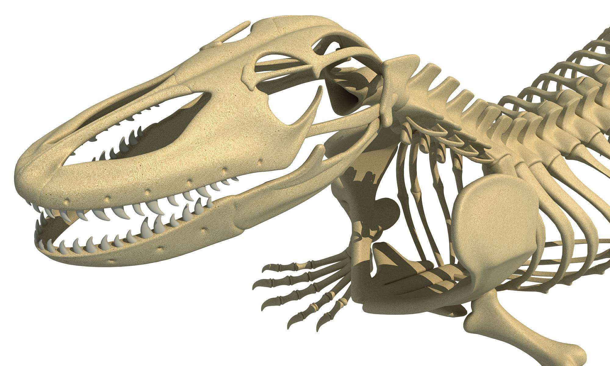 Komodo Dragon Skeleton - 3D Model by 3D Horse