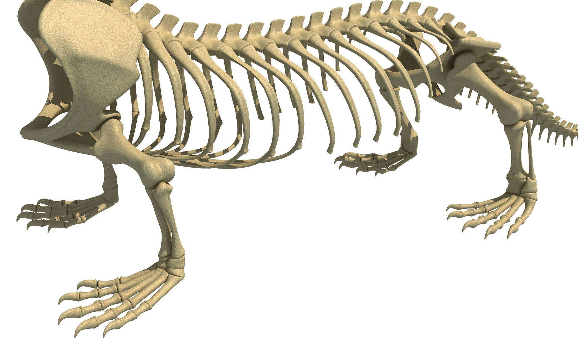 Komodo Dragon Skeleton - 3D Model by 3D Horse
