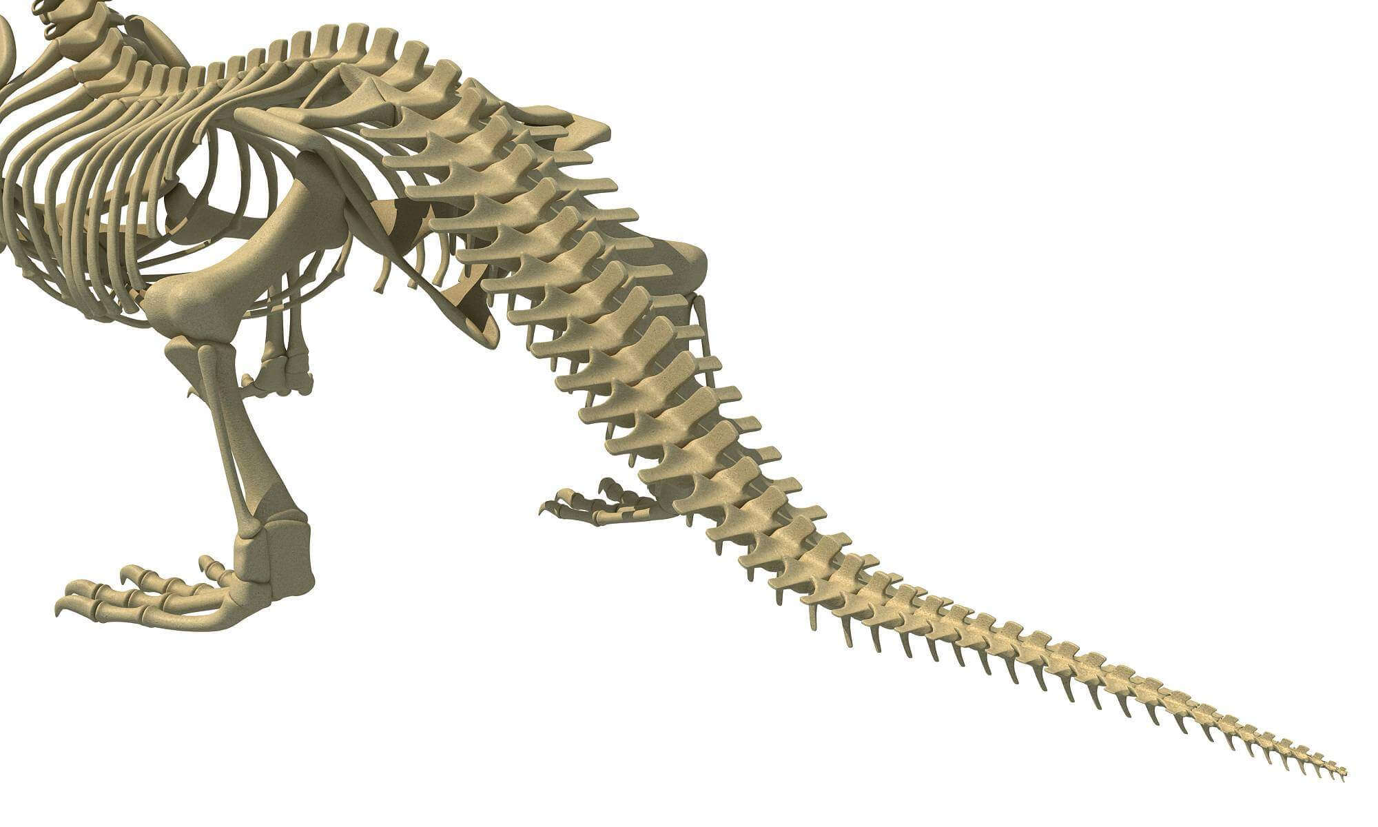 Komodo Dragon Skeleton - 3D Model by 3D Horse