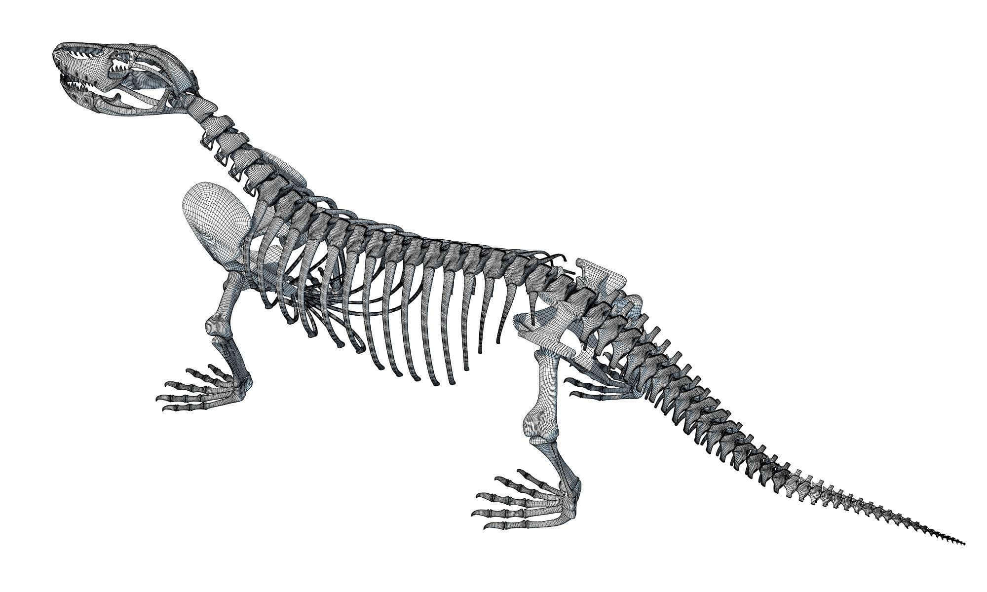 Komodo Dragon Skeleton - 3D Model by 3D Horse