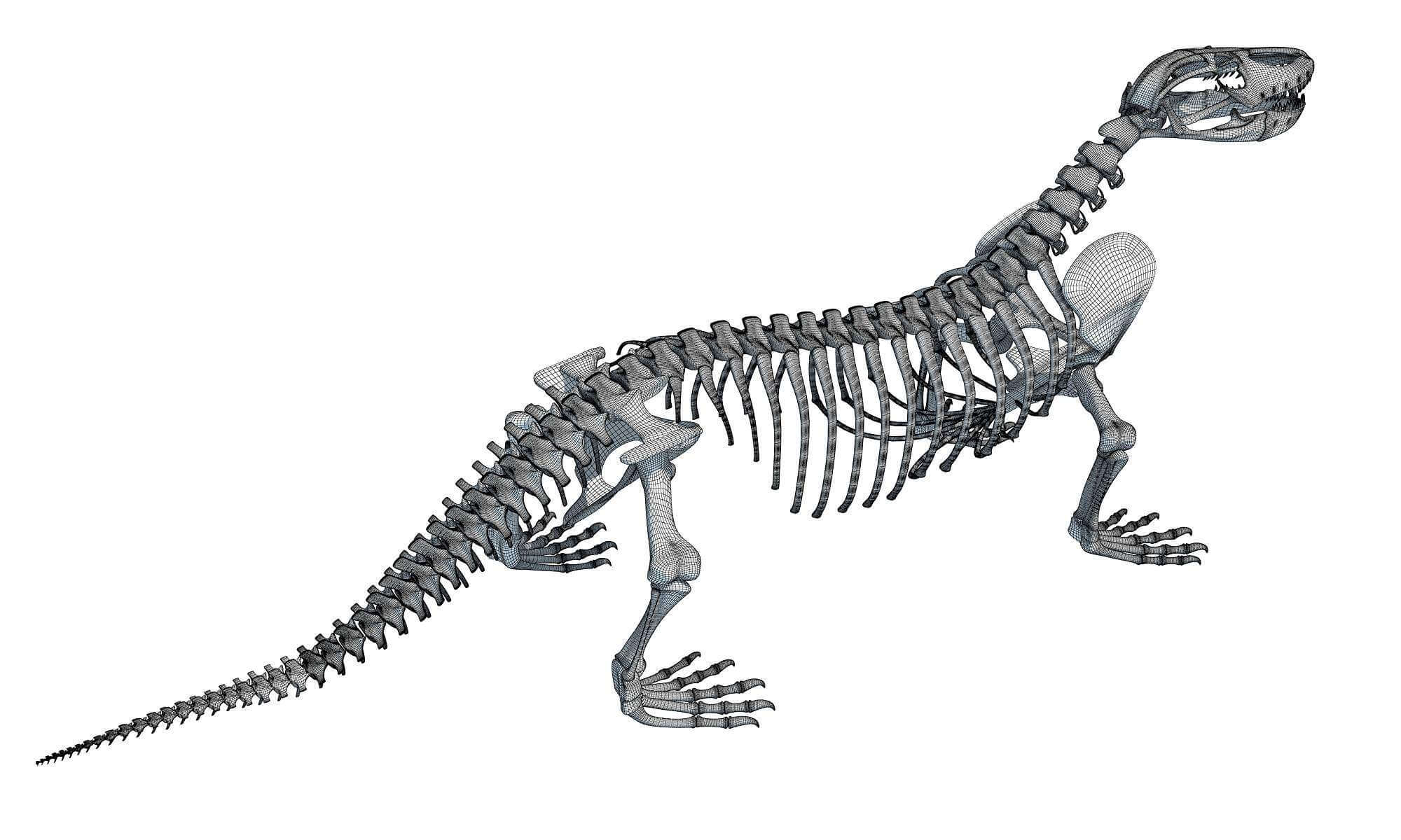 Komodo Dragon Skeleton - 3D Model by 3D Horse