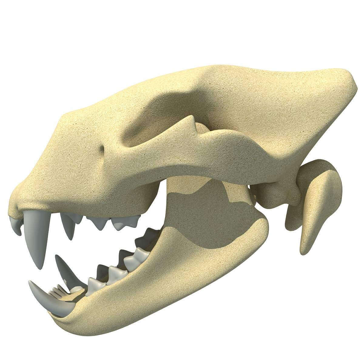 Lion Skull - 3D Model by 3D Horse