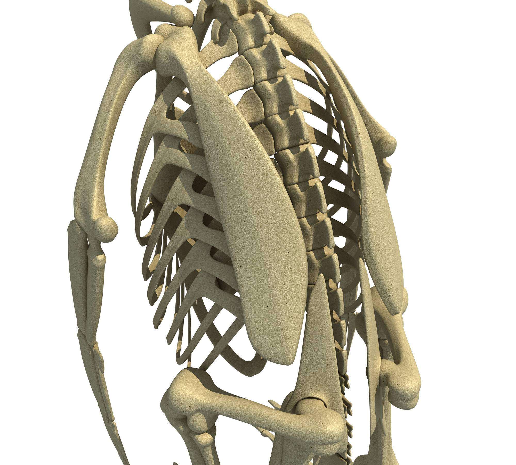 Penguin Skeleton - 3D Model by 3D Horse